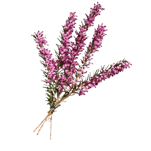 CALLUNA VULGARIS – BAMBOEARTH